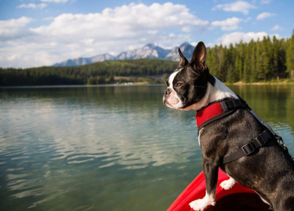Top Safety Tips for Boating with Your Dog | BOATsmart! Blog